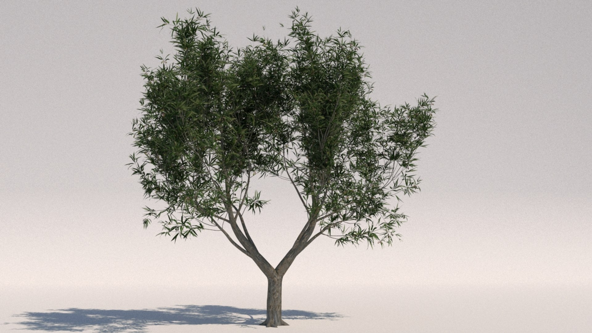 Olive Tree Pack Olea Max