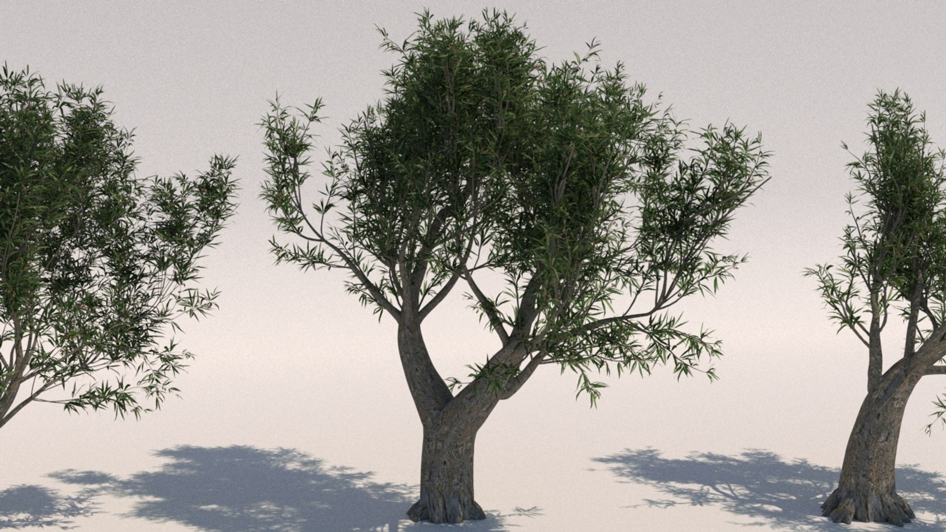 Olive Tree Pack Olea Max
