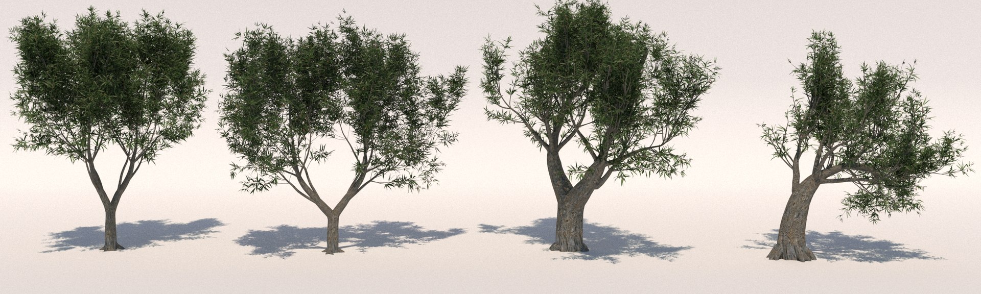 Olive Tree Pack Olea Max
