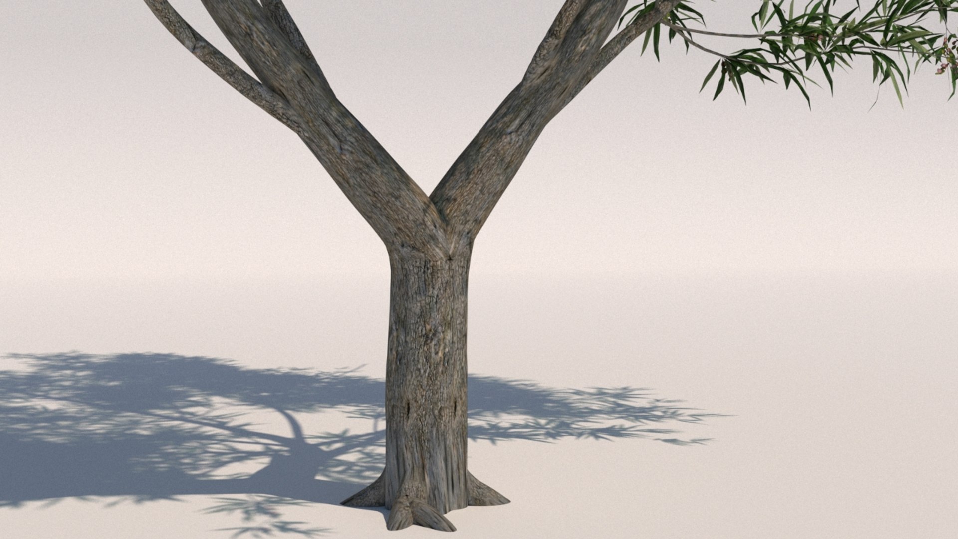 Olive Tree Pack Olea Max