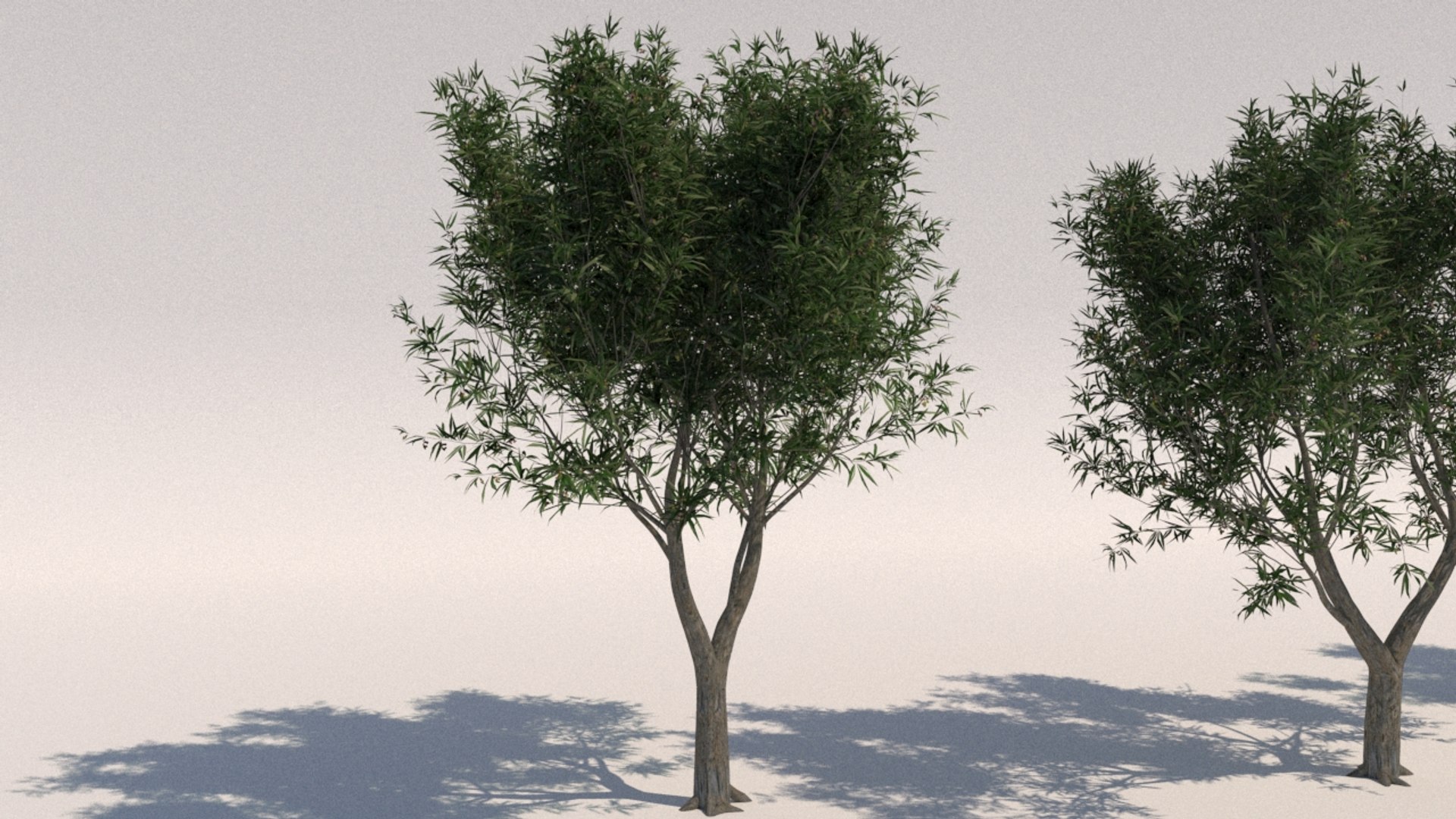 olive tree pack olea max