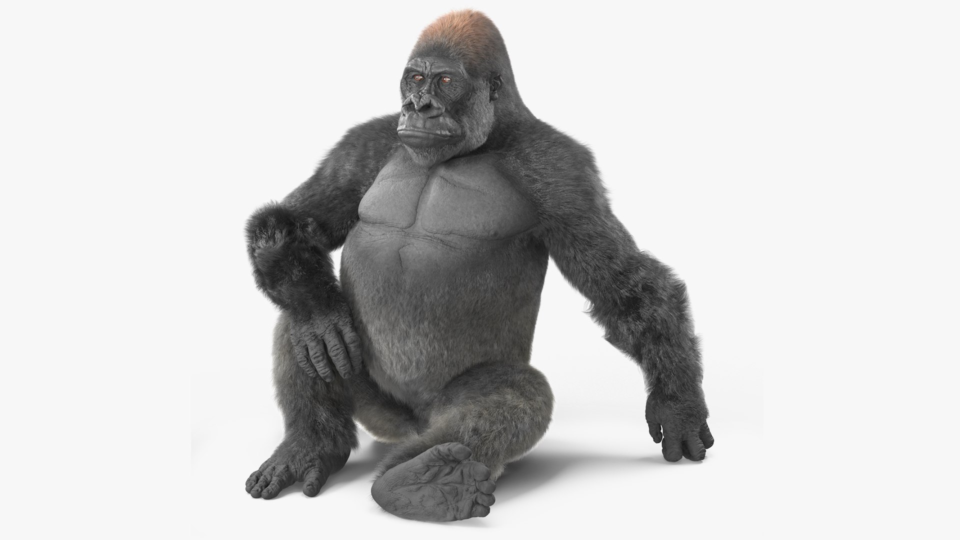 3D Eastern Gorilla Sitting Pose Fur Model - TurboSquid 2193348