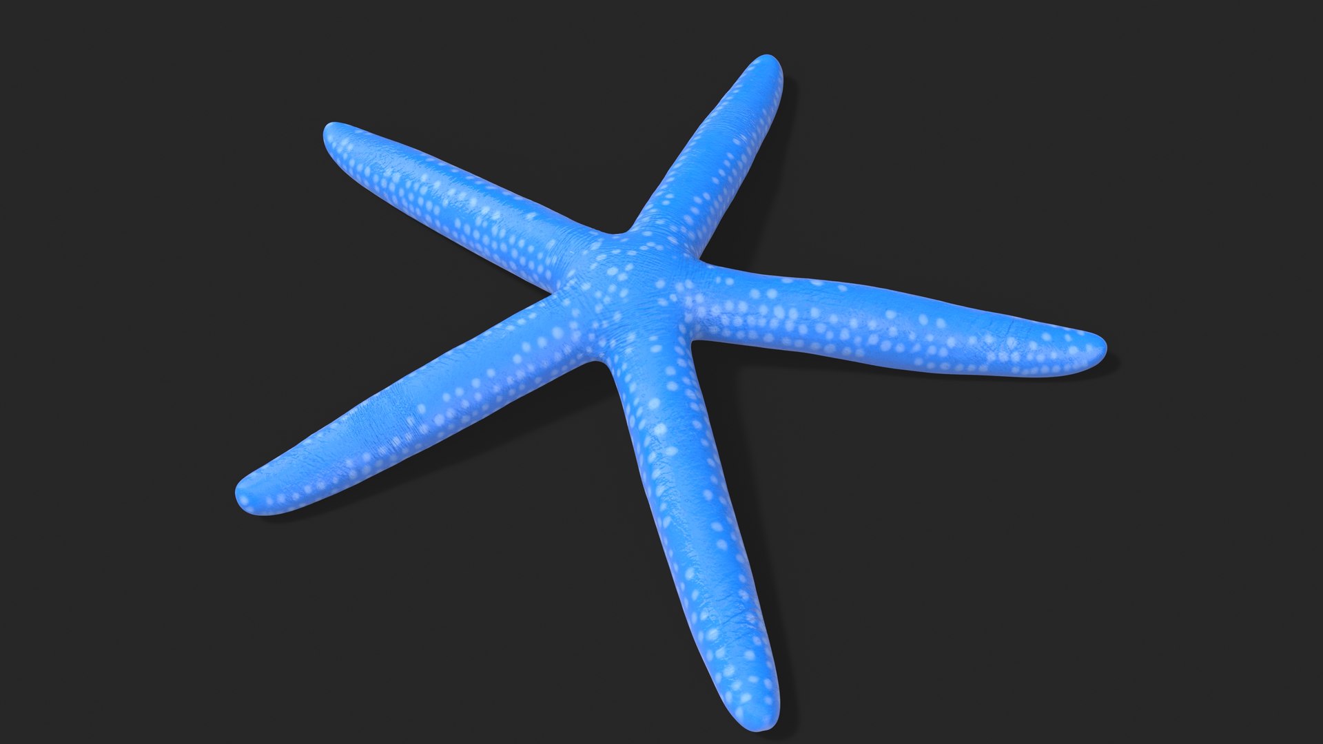 Blue Sea Star 3D Model - TurboSquid 2223280