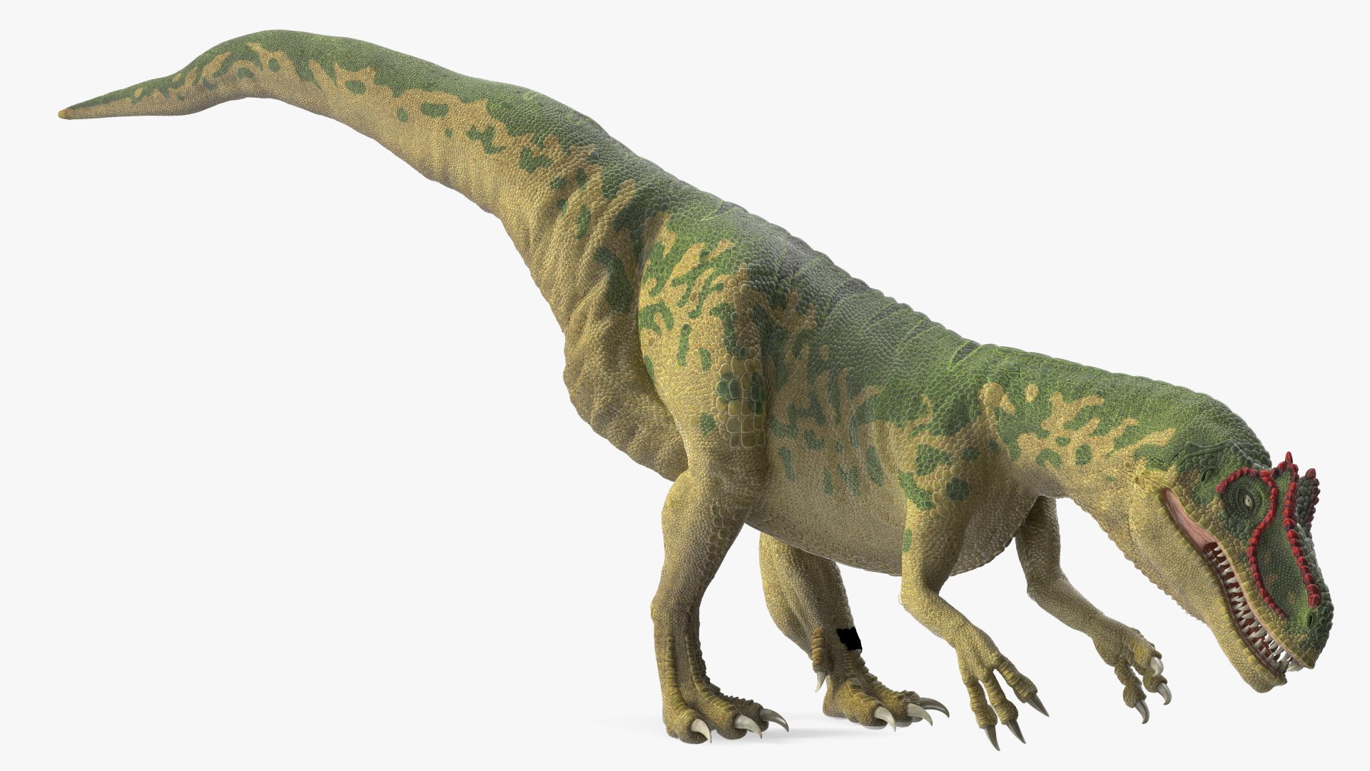 Allosaurus Green Coloring Rigged For Cinema 4D 3D Model - TurboSquid ...