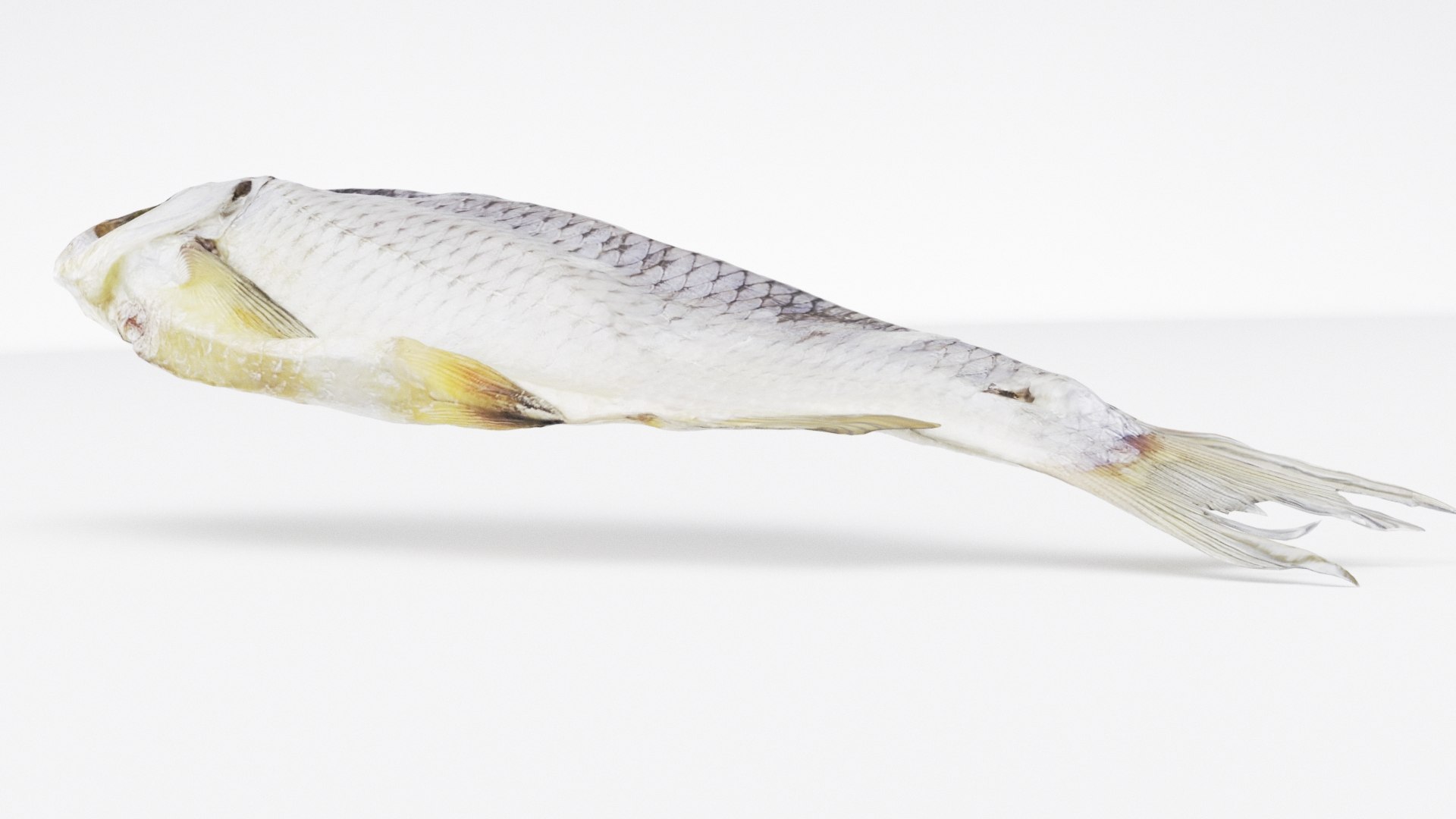 3D Dry Fish Low-poly 3d Scan V2 Model - TurboSquid 2257646