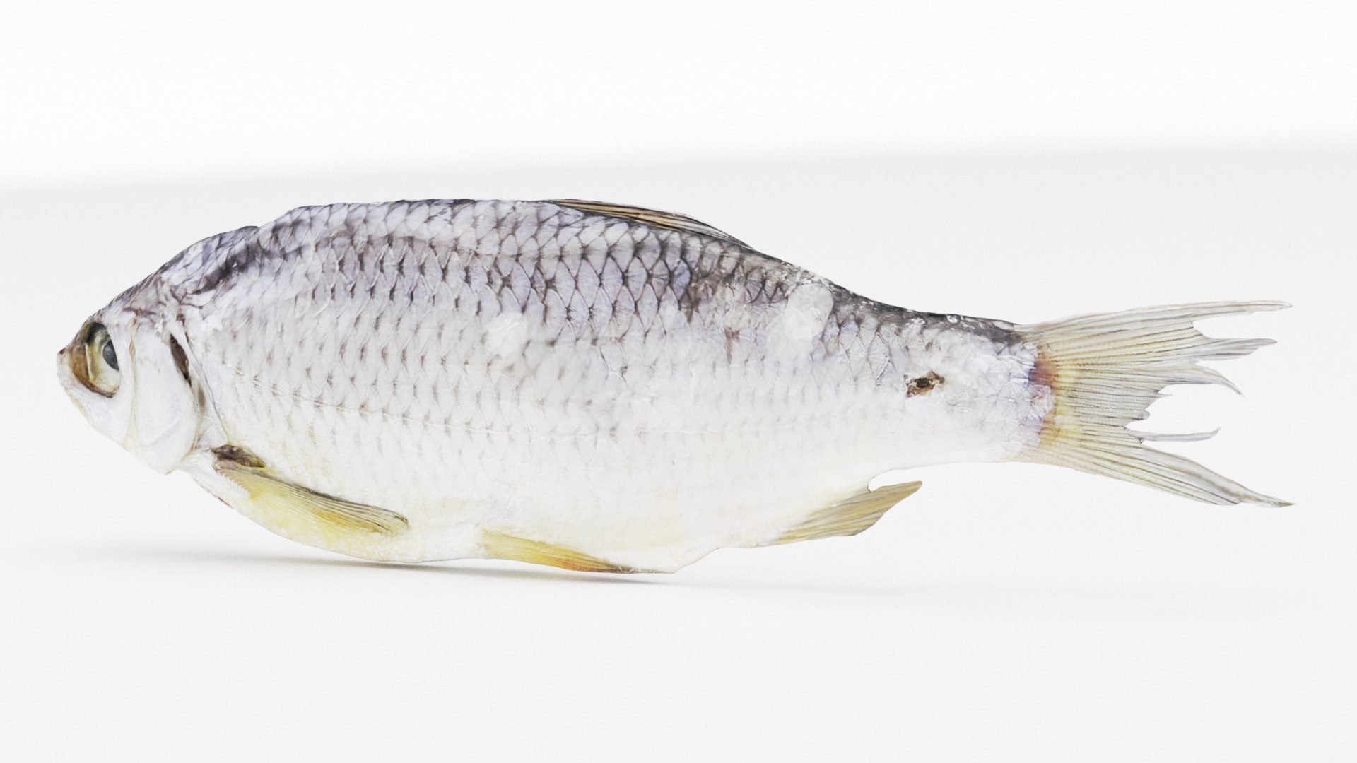 3D Dry Fish Low-poly 3d Scan V2 Model - TurboSquid 2257646