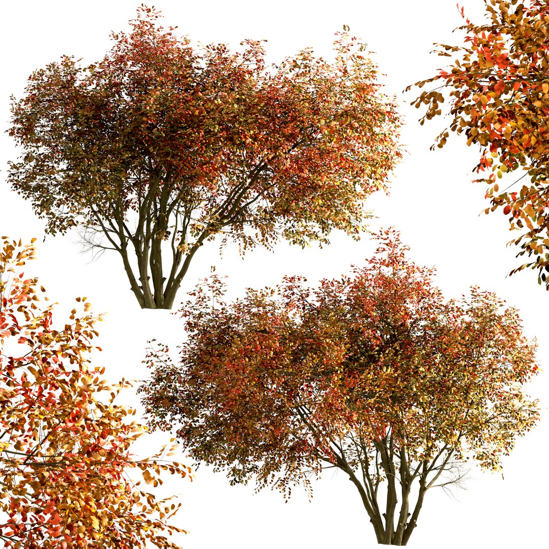 3D Set Of Amelanchier Or Shadbush Or Serviceberry Trees - 2 Trees ...
