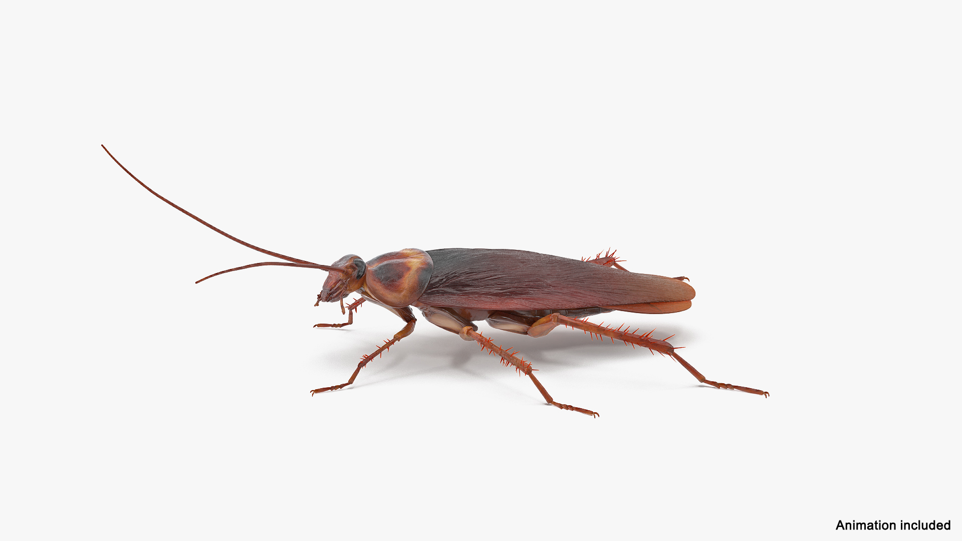 3D Cockroach Spinning Rigged Animation - TurboSquid 1486994