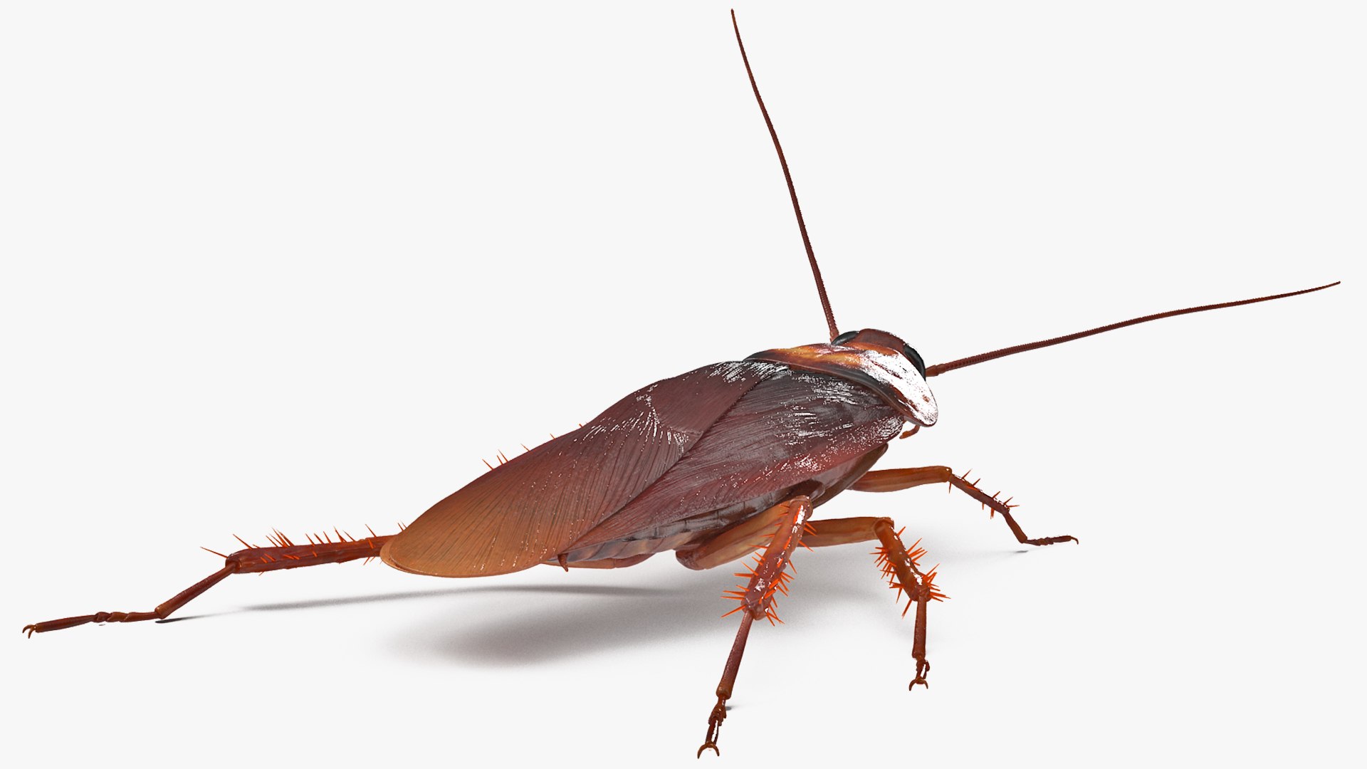 3D Cockroach Spinning Rigged Animation - TurboSquid 1486994
