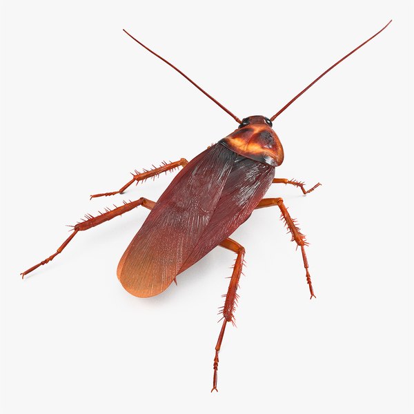3D cockroach creeps rigged animation - TurboSquid 1487212