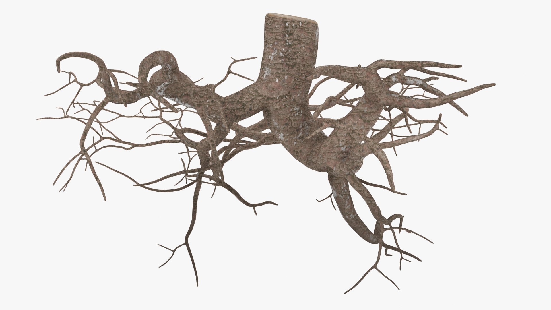 Tree Root 04 3D model - TurboSquid 2148564