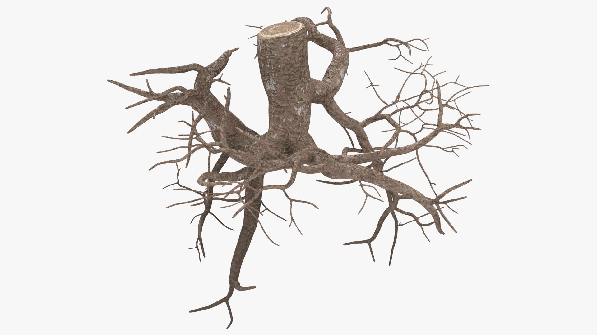 Tree Root 04 3D model - TurboSquid 2148564