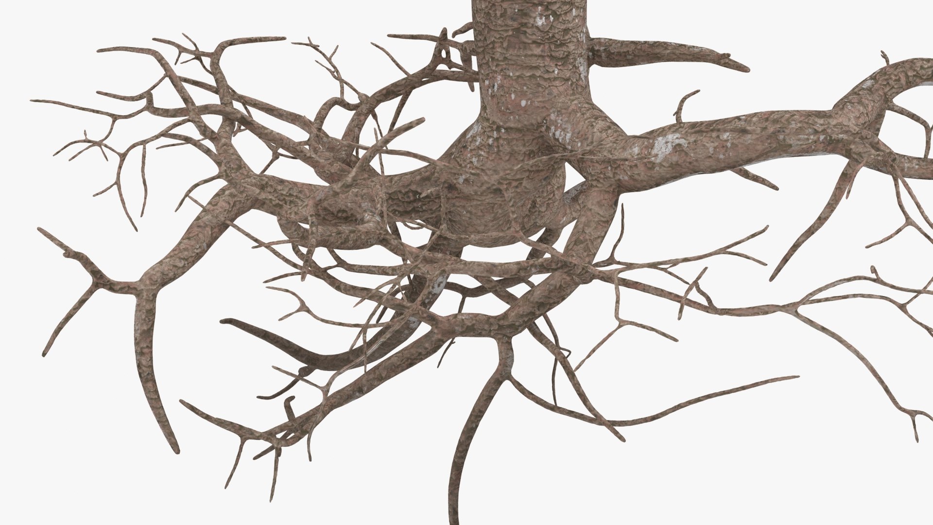 Tree Root 04 3D model - TurboSquid 2148564