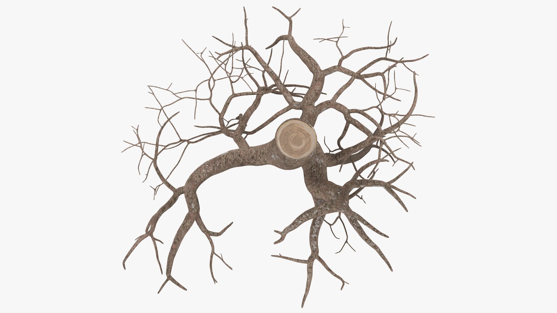 Tree Root 04 3D model - TurboSquid 2148564