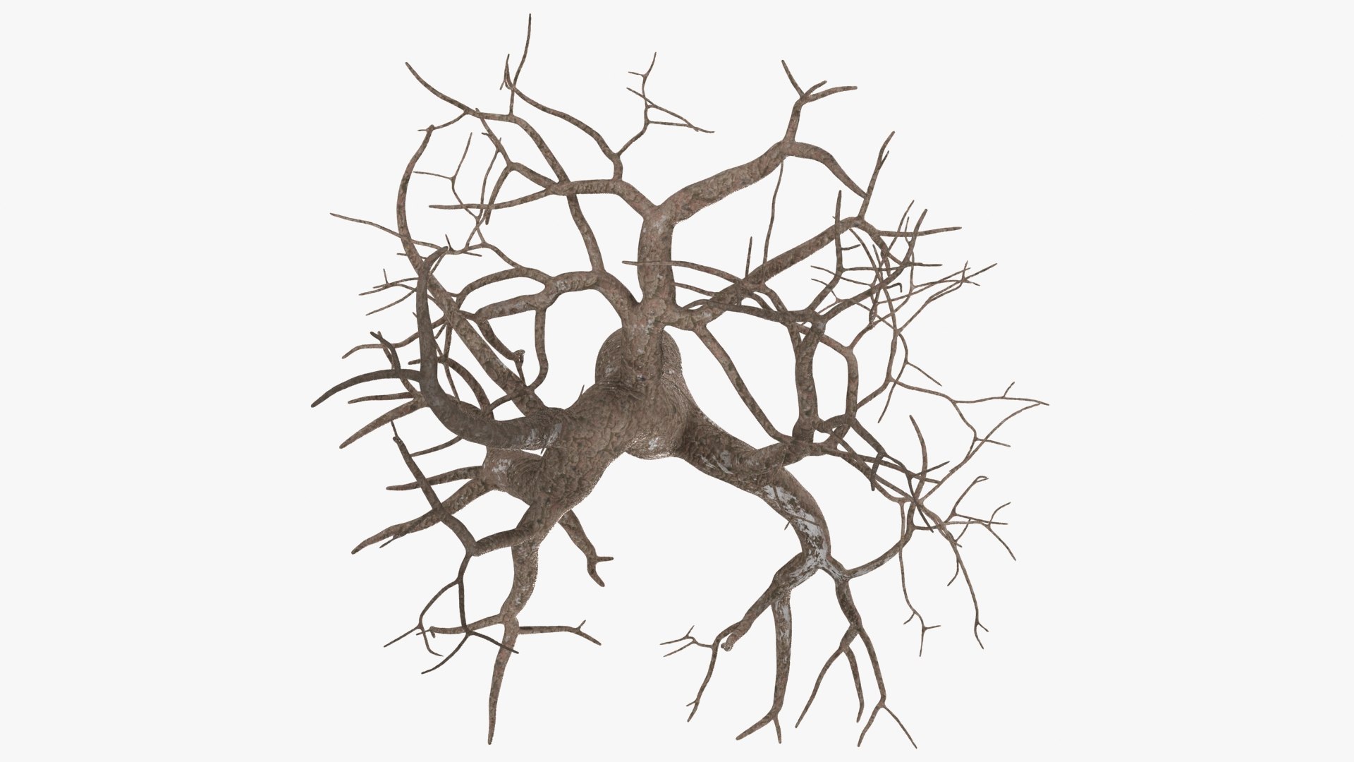 Tree Root 04 3D model - TurboSquid 2148564