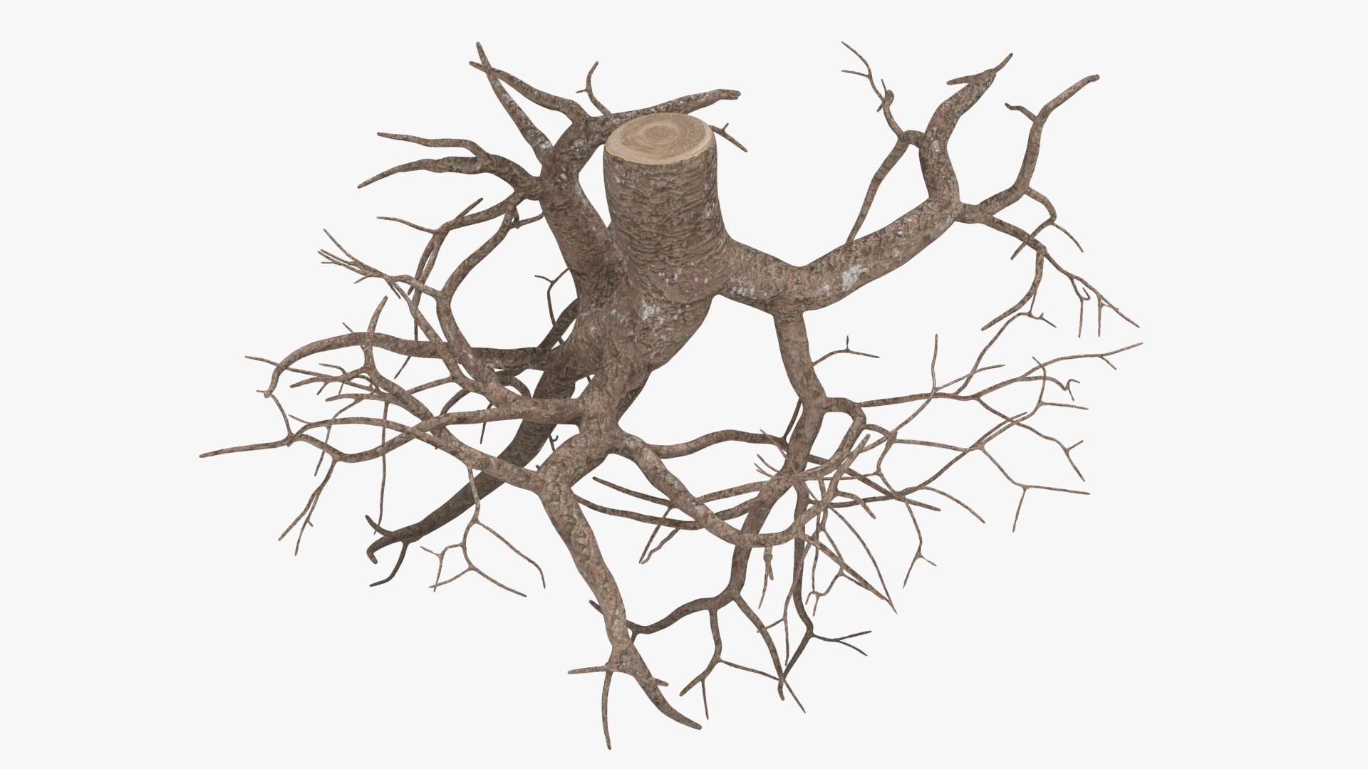 Tree Root 04 3D model - TurboSquid 2148564