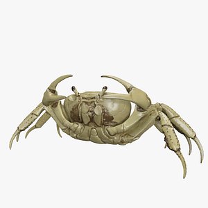 Sea Creatures 3D Models for Download | TurboSquid