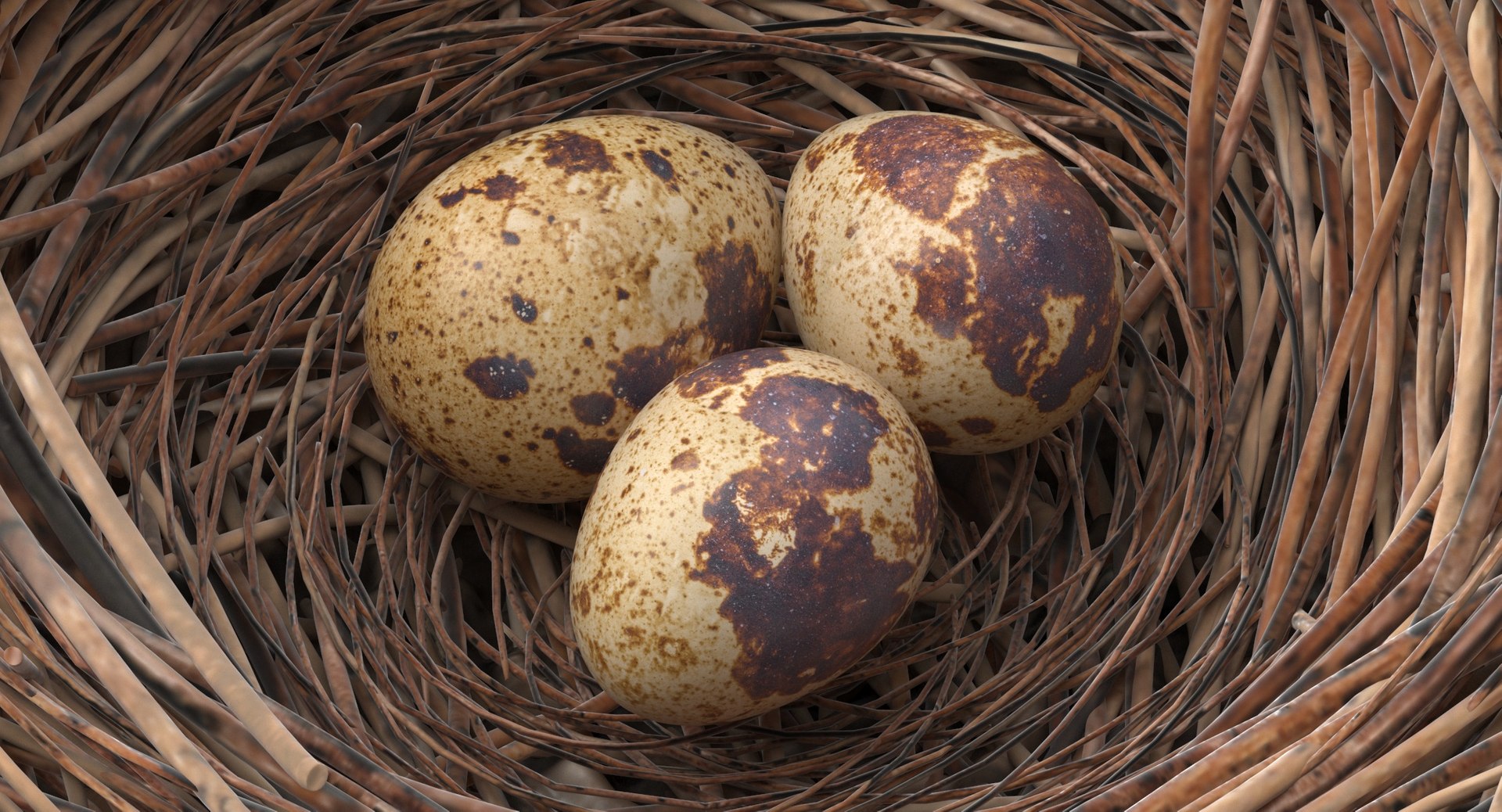 Bird Nest 01 Quail 3D - TurboSquid 1521729