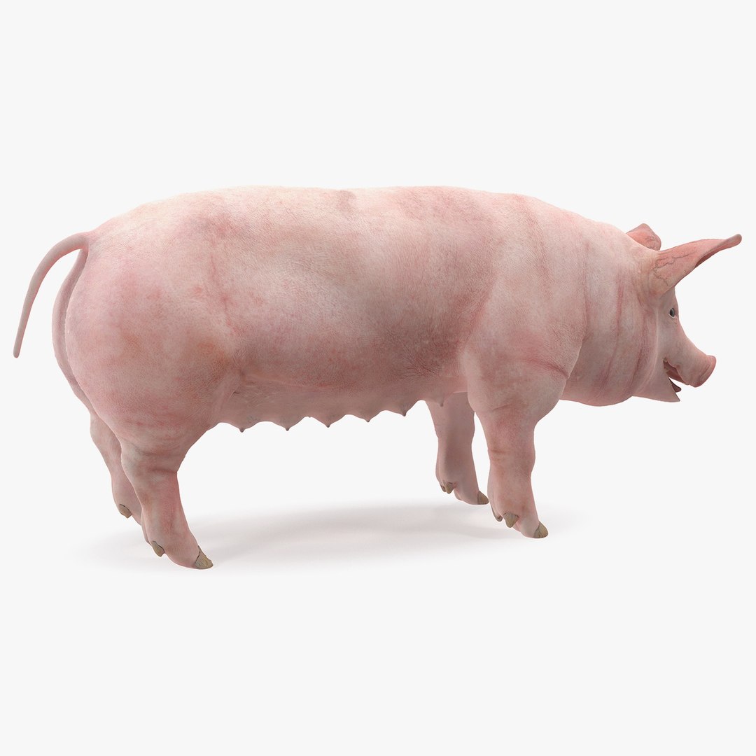Pig sow landrace rigged model - TurboSquid 1377686