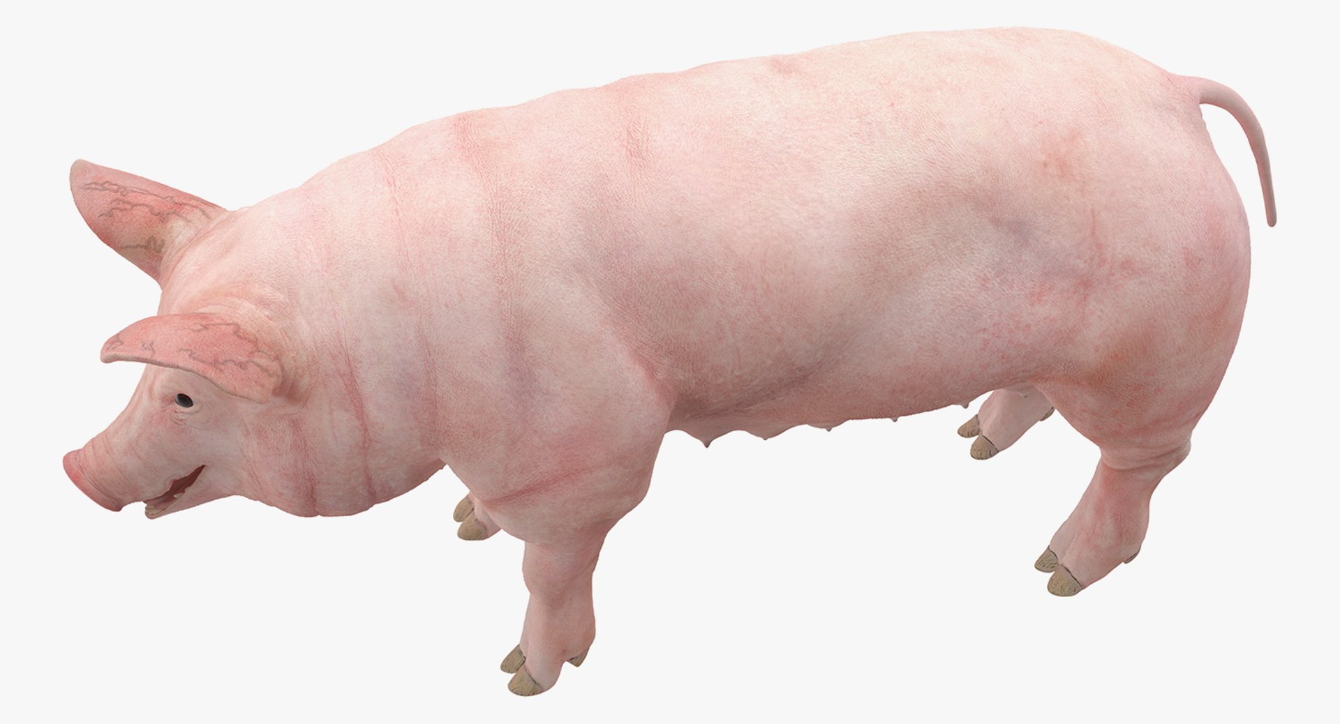 Pig Sow Landrace Rigged Model - TurboSquid 1377686