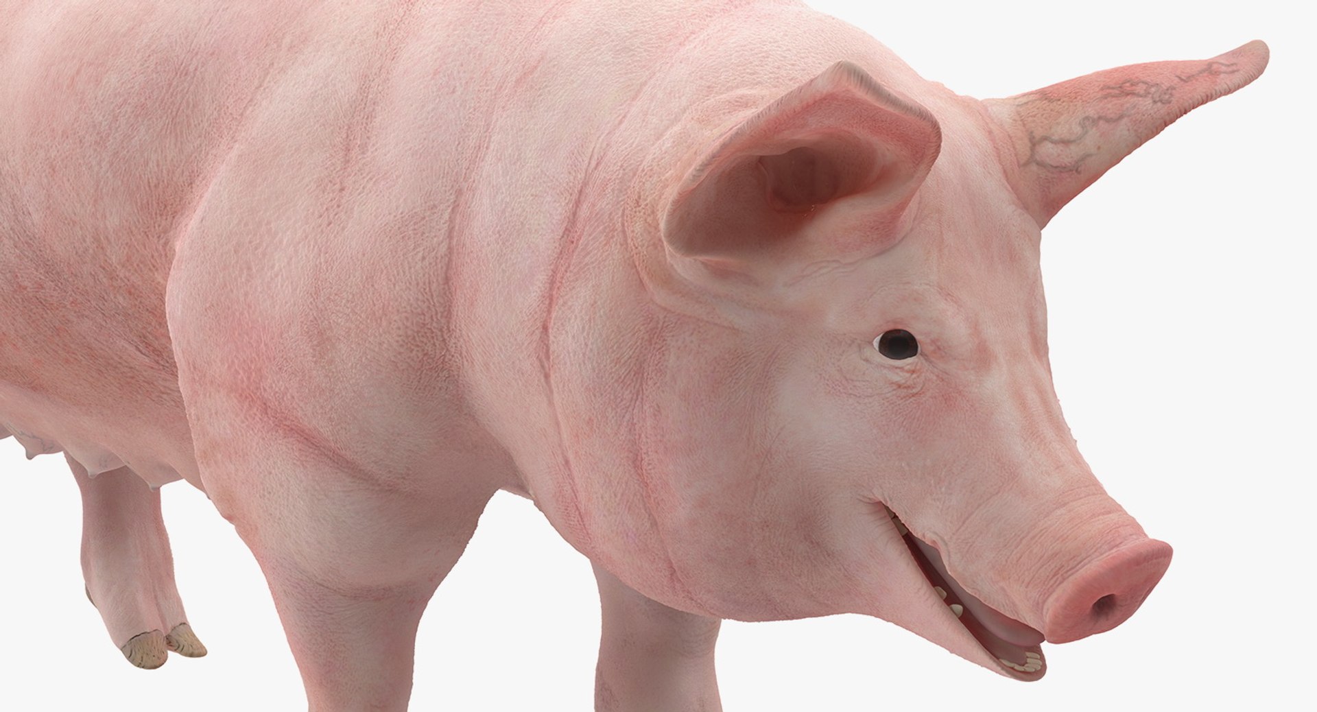 Pig Sow Landrace Rigged Model - TurboSquid 1377686