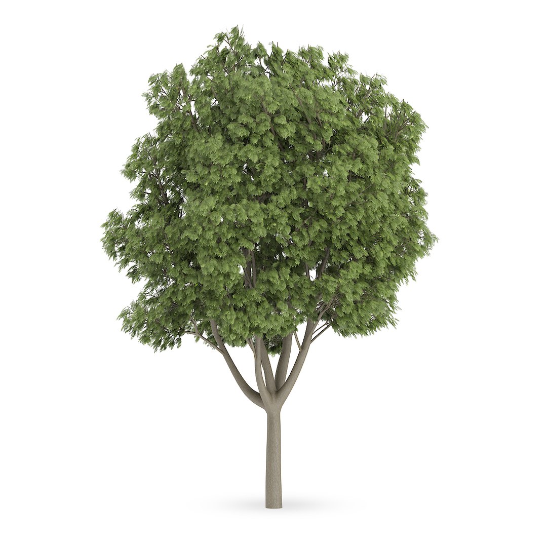 common ash tree fraxinus 3d model
