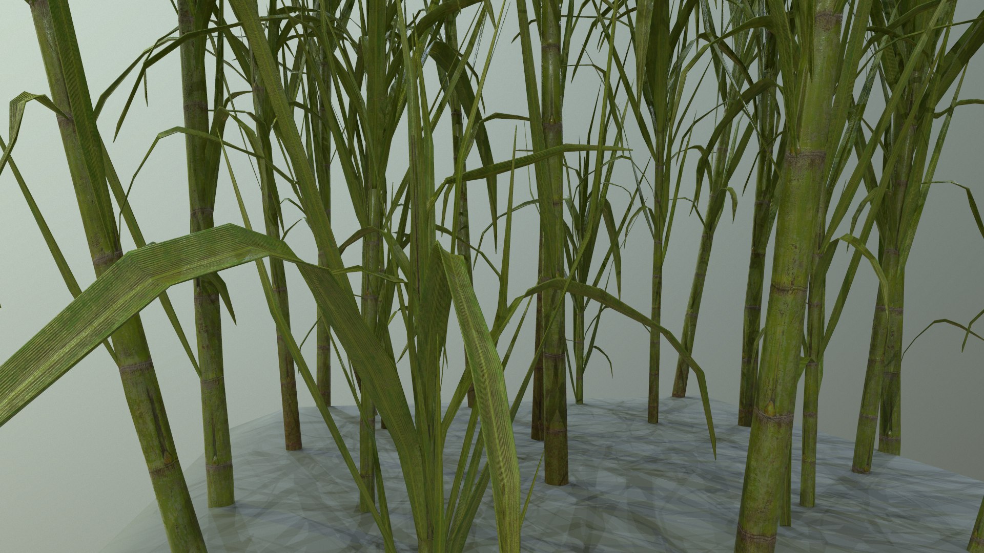 3D Model Sugar Cane - TurboSquid 1474427