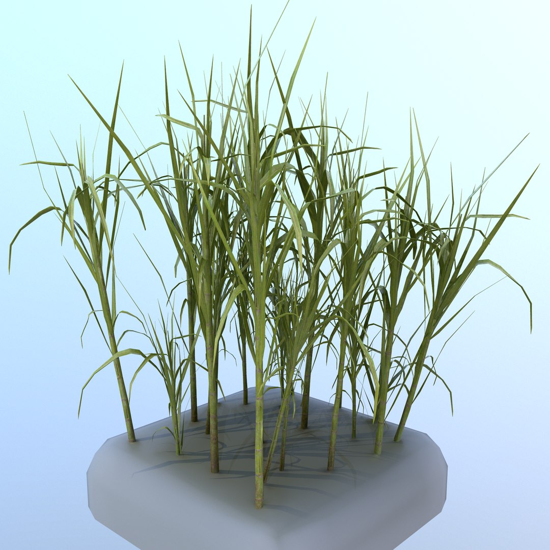 3D Model Sugar Cane - TurboSquid 1474427