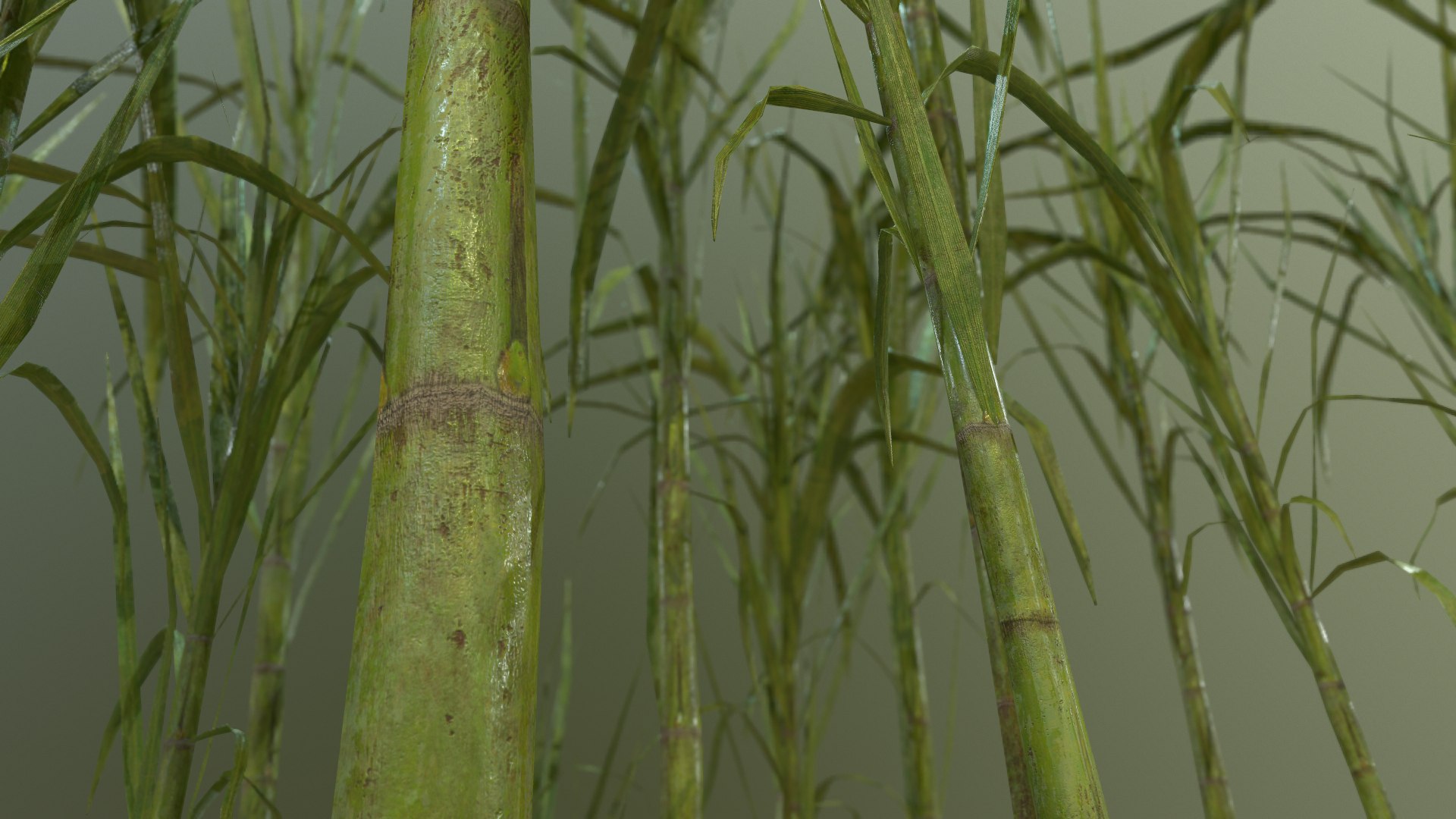 3D Model Sugar Cane - TurboSquid 1474427