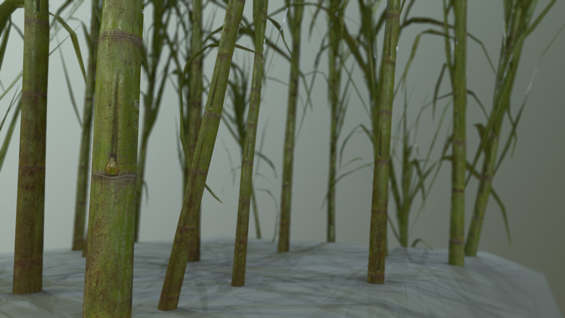 3D Model Sugar Cane - TurboSquid 1474427