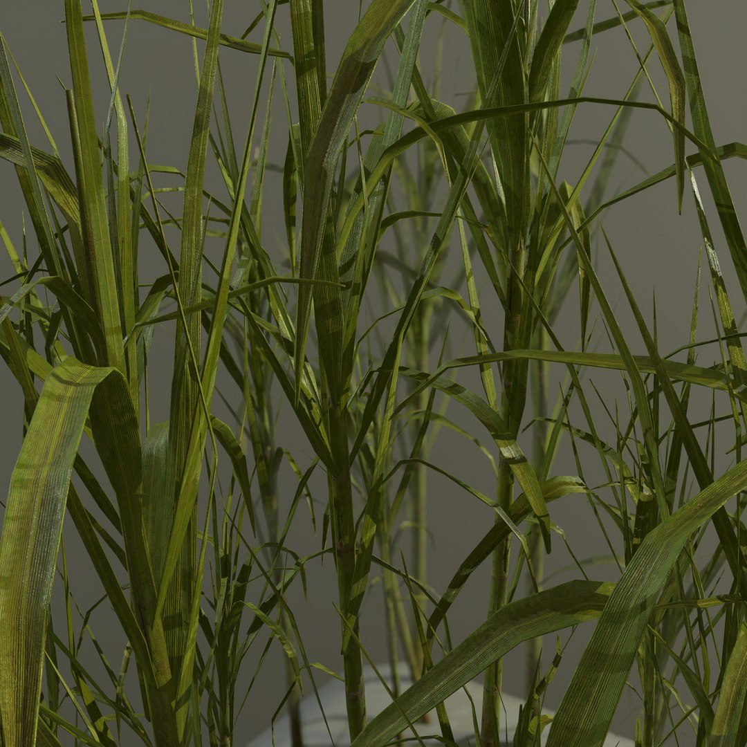 3D Model Sugar Cane - TurboSquid 1474427