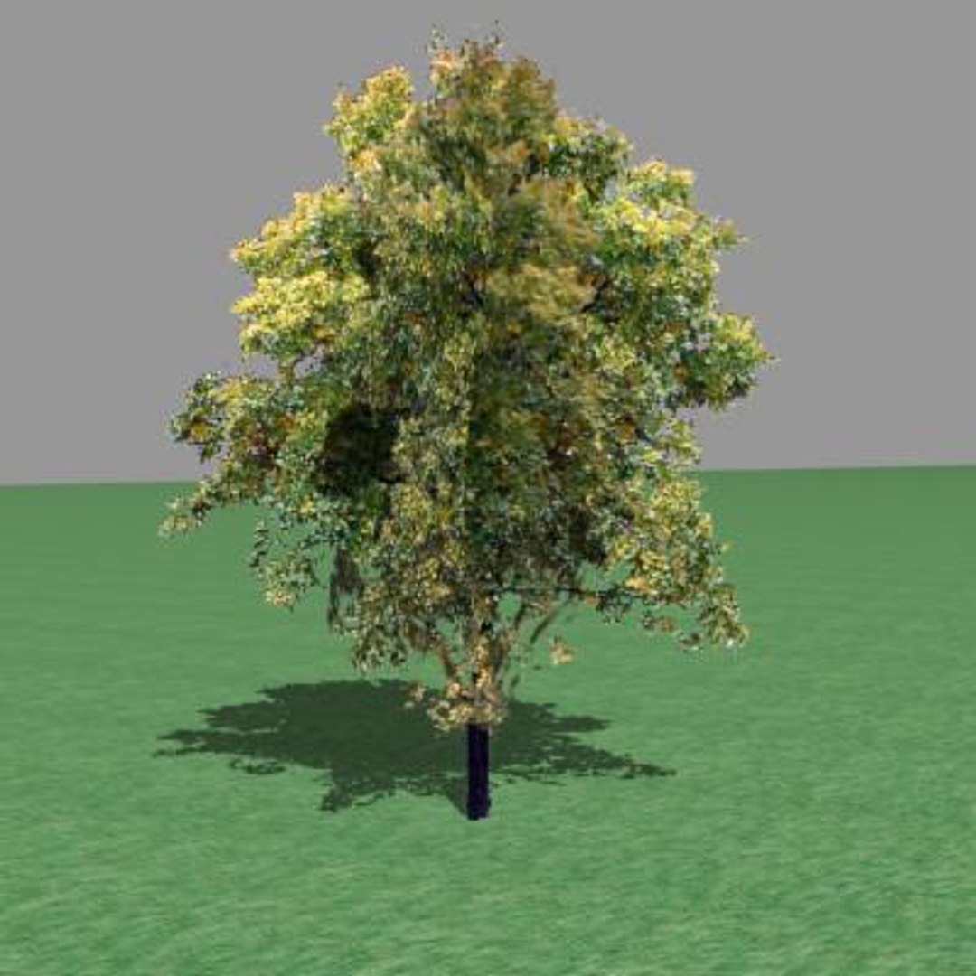 Autumn Trees 3d Model