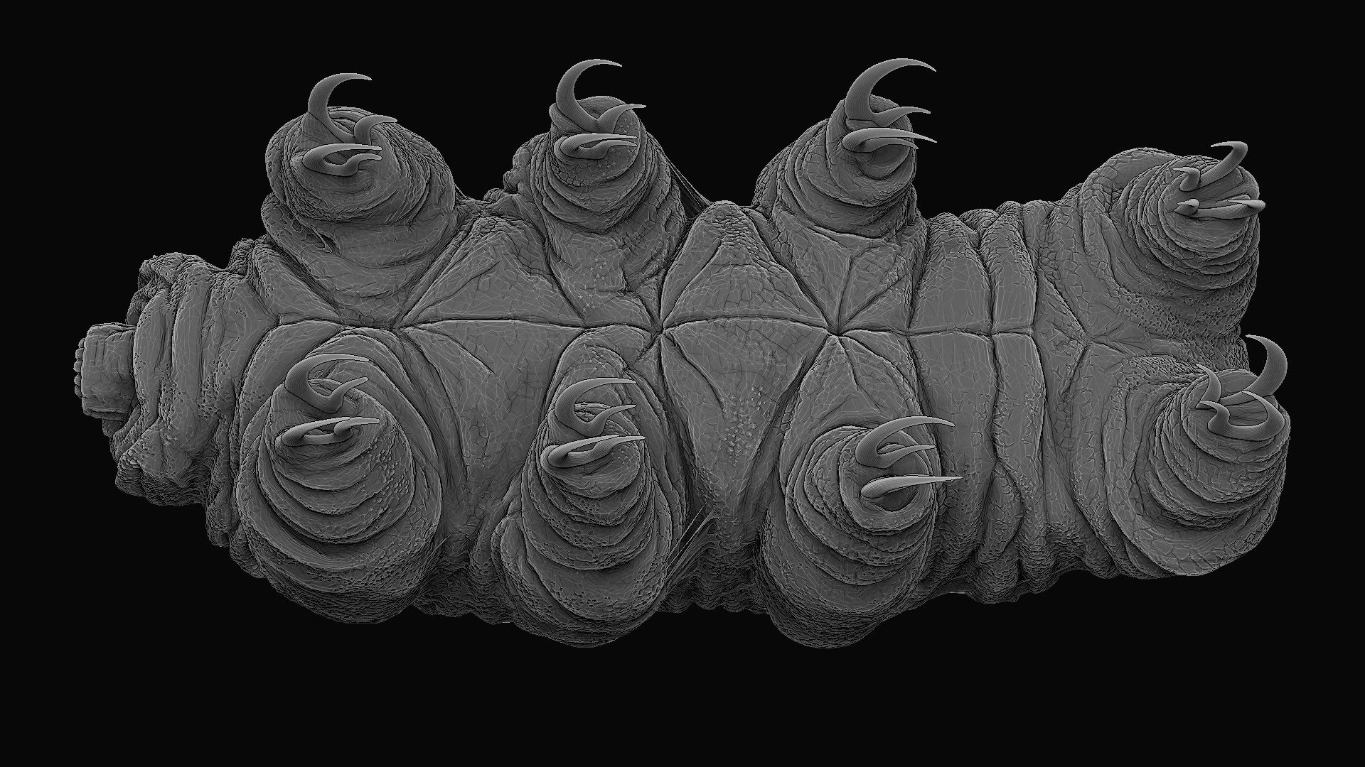 Tardigrade Water Bear Realistic 3D Model - TurboSquid 2079021