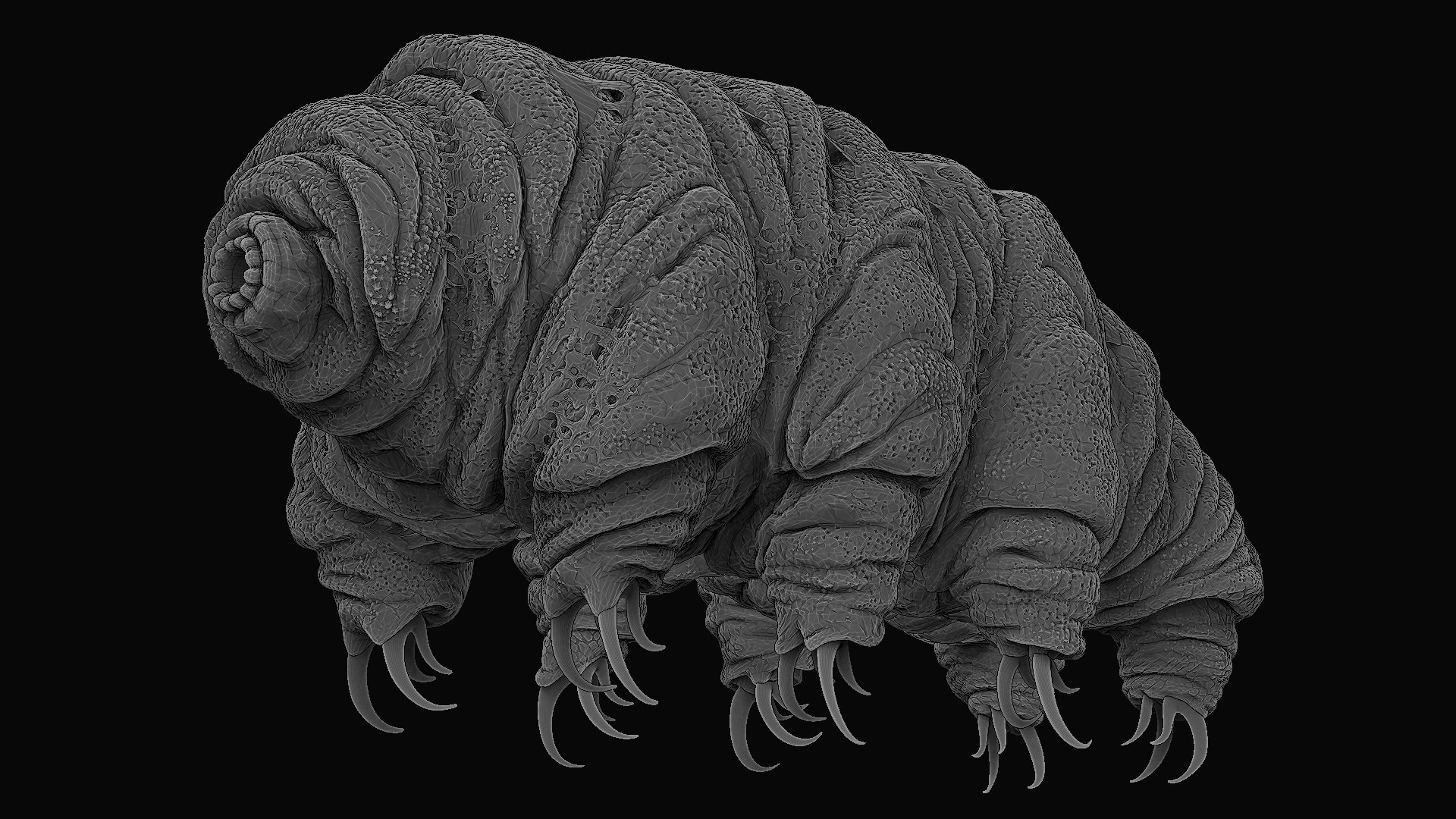 Tardigrade Water Bear Realistic 3D Model - TurboSquid 2079021