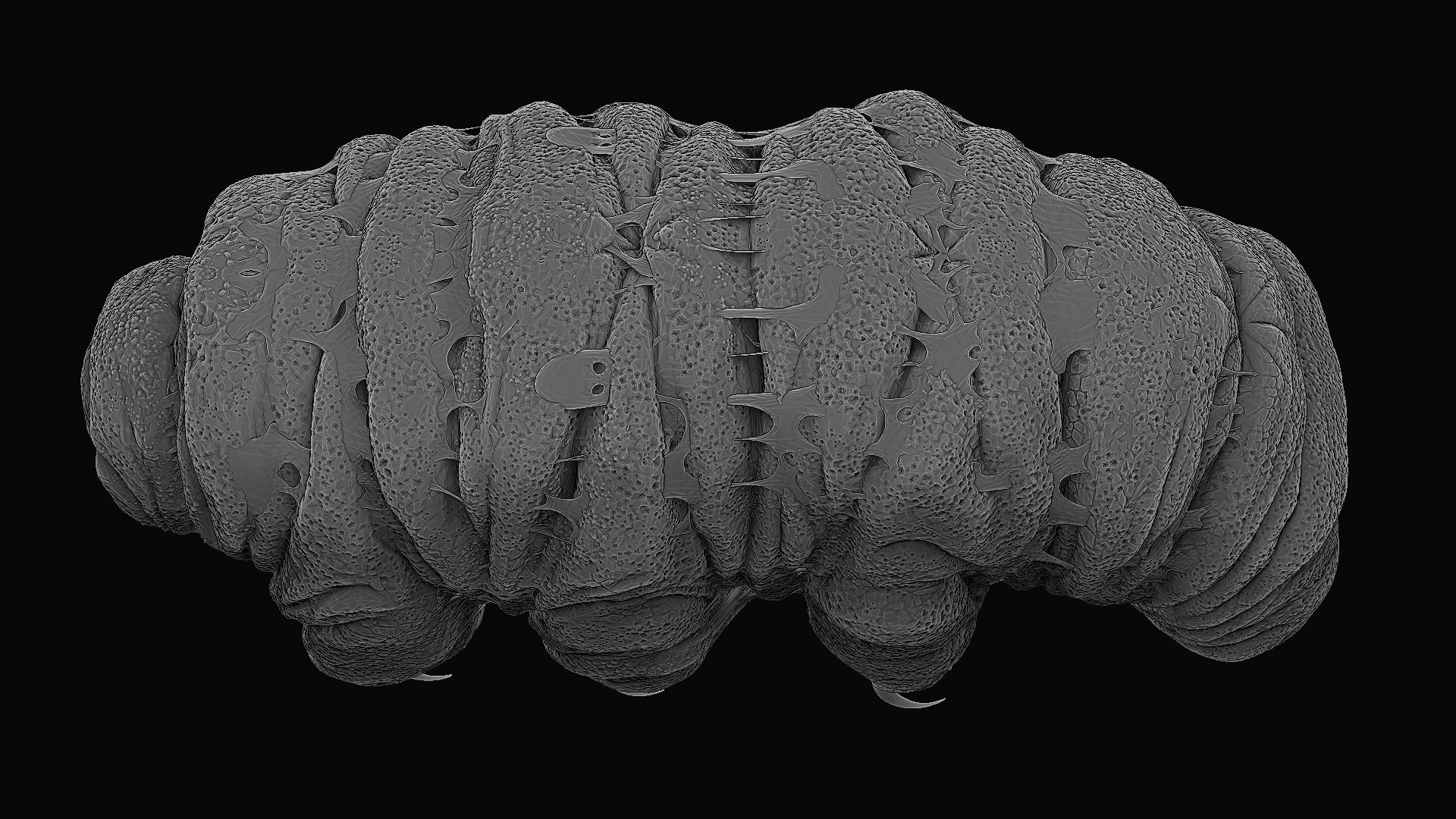 Tardigrade Water Bear Realistic 3D Model - TurboSquid 2079021