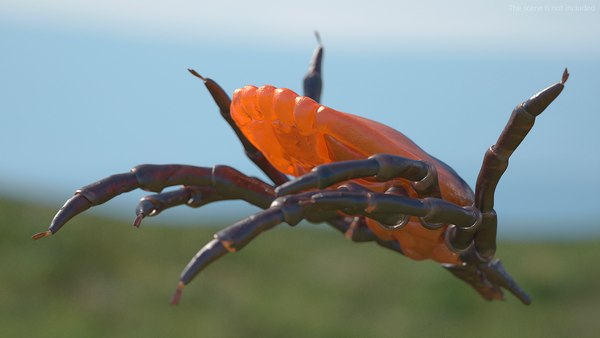 Rigged Creeping Insects Collection 3 for Maya3D模型 - TurboSquid 1905623