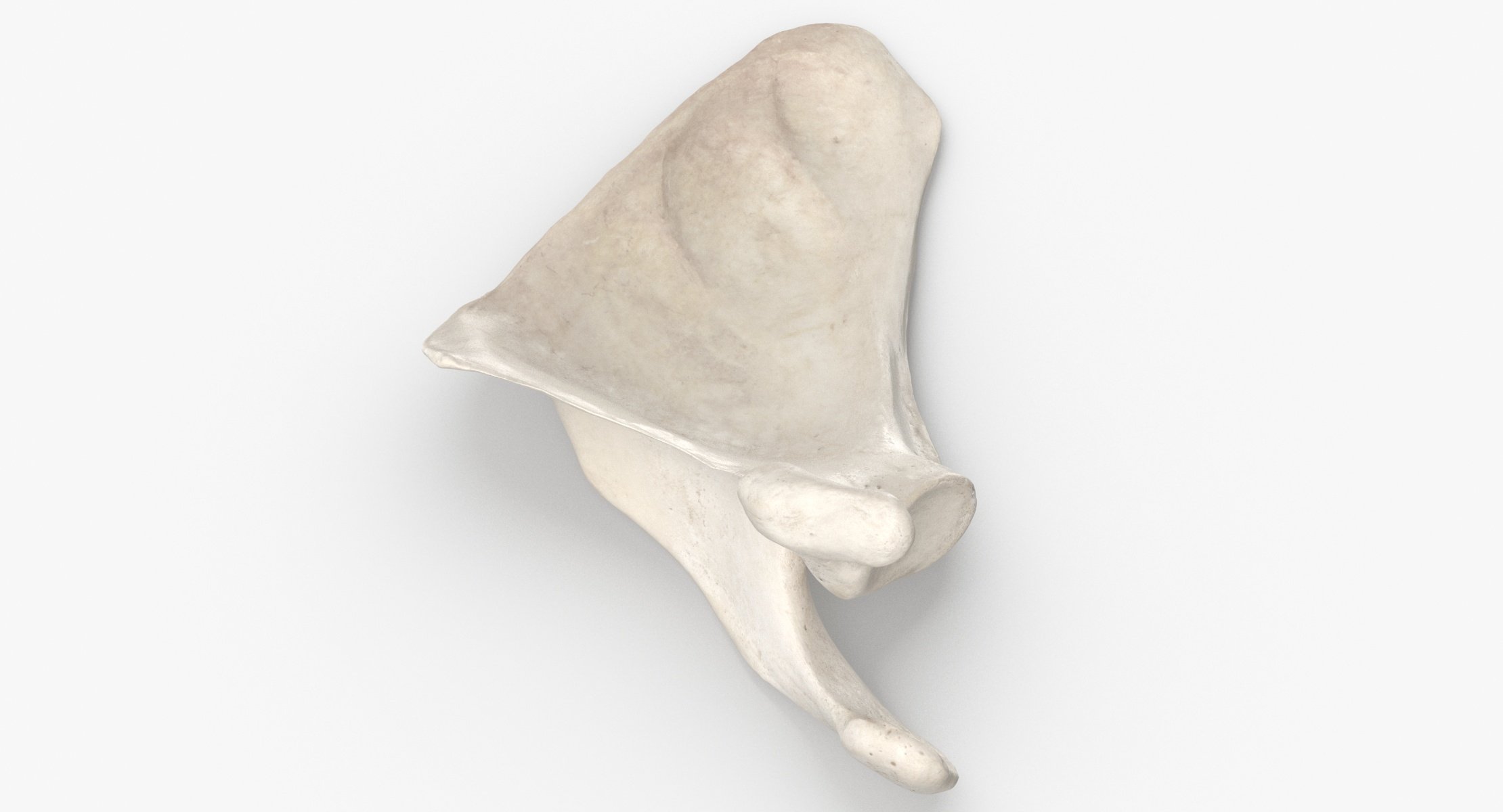 modelo 3d Colección Hueso de la escápula humana y hueso del húmero ...