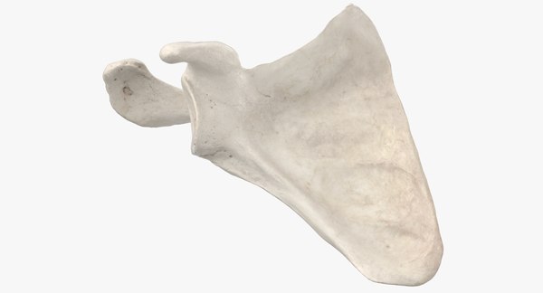 Coleção Osso da Escápula Humana e Osso do Úmero Branco - 2 modelos ...