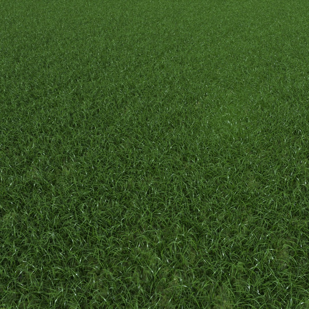 Grass Realistic Plant 3d Model