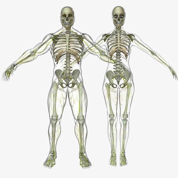 3d horse brain model