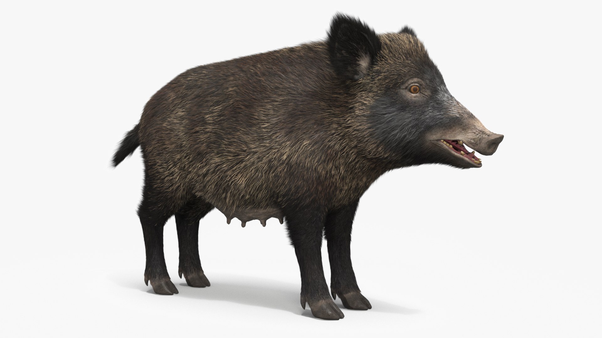 3D Wild Boar Female Fur - TurboSquid 2471941