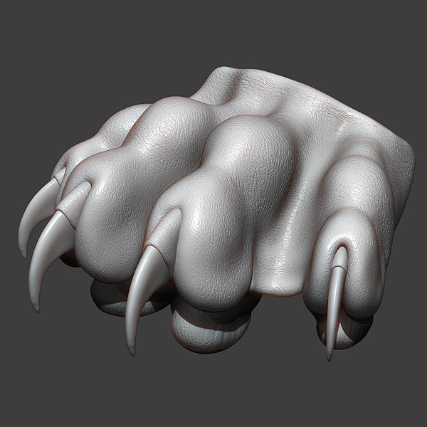 3D model Cat Paw Highpoly Sculpt - TurboSquid 1804965