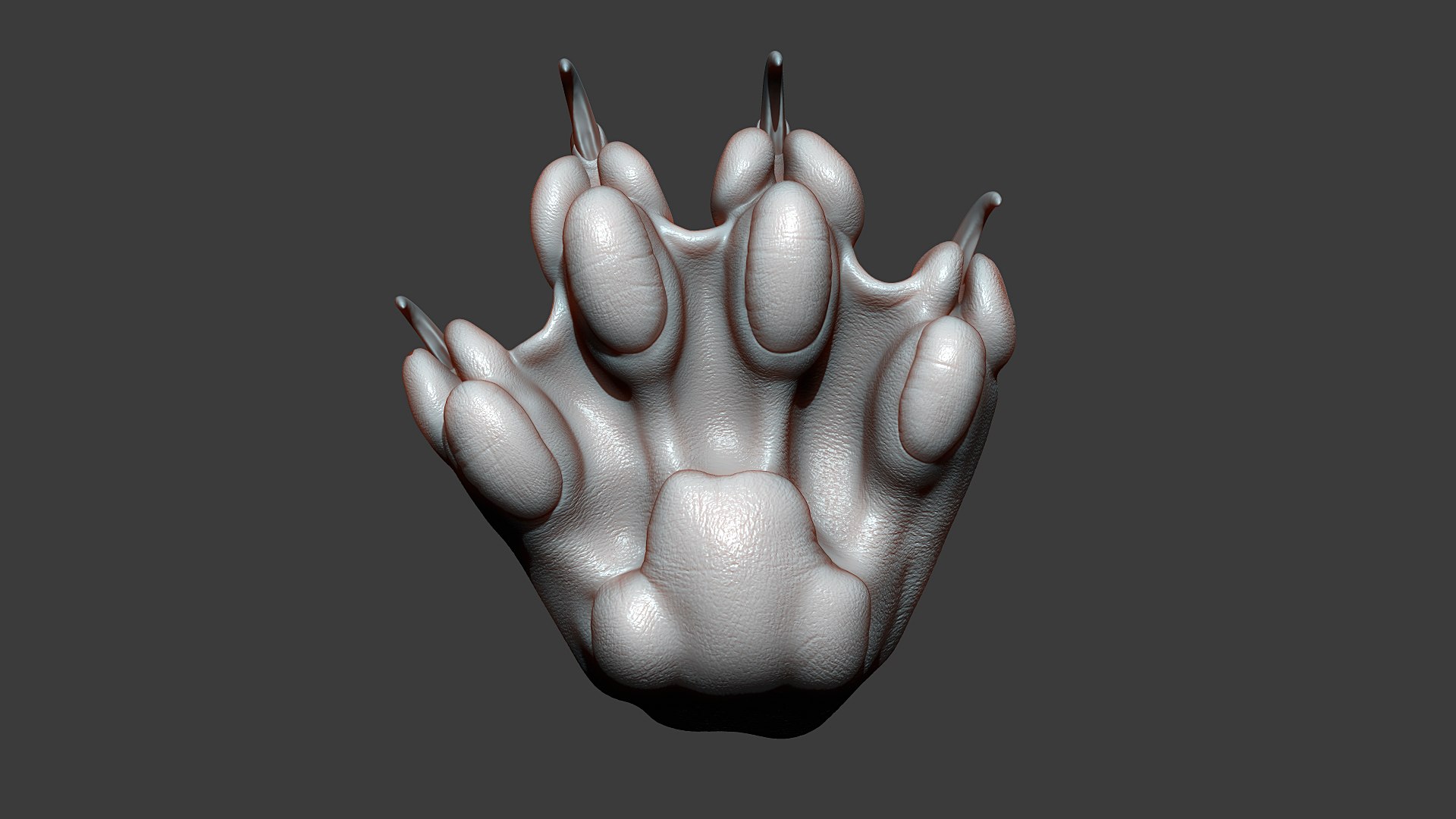 3D Model Cat Paw Highpoly Sculpt - TurboSquid 1804965