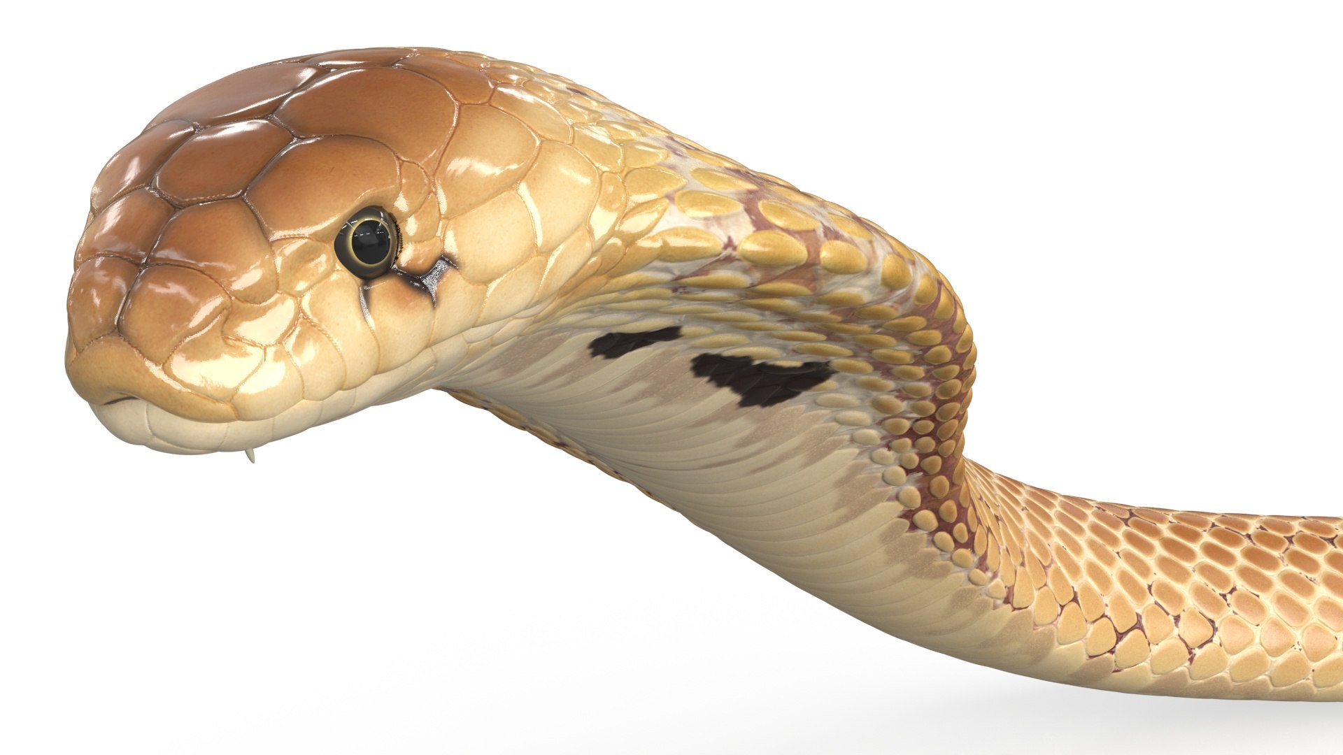 3D Crawling Light Skin Cobra Animated Rigged Model - TurboSquid 2413187