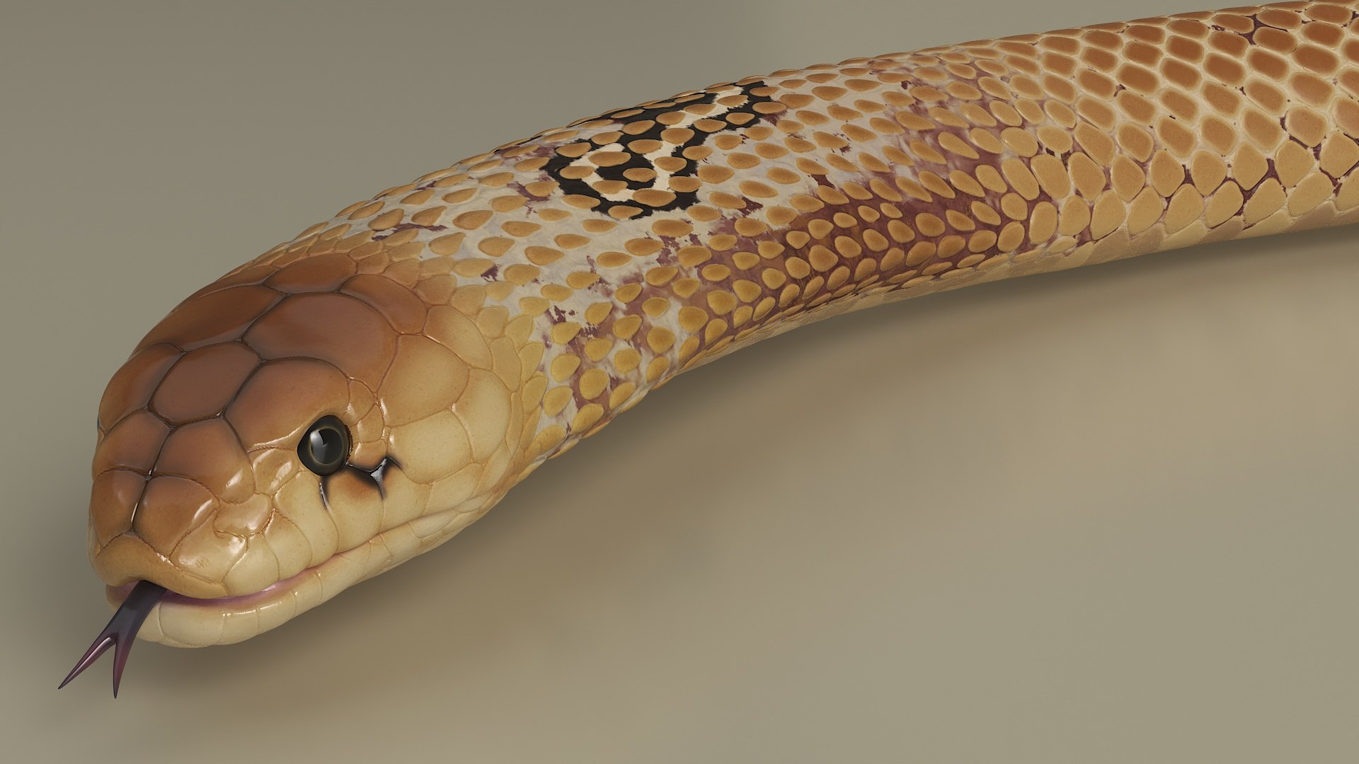 3D Crawling Light Skin Cobra Animated Rigged Model - TurboSquid 2413187
