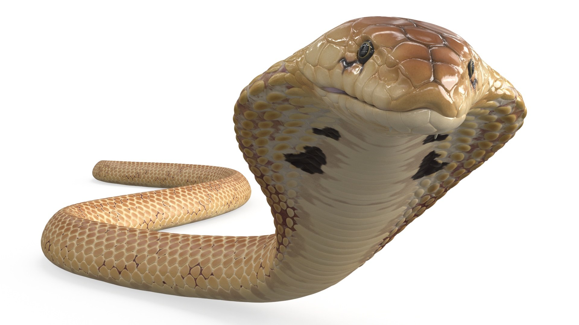 3D Crawling Light Skin Cobra Animated Rigged Model - TurboSquid 2413187