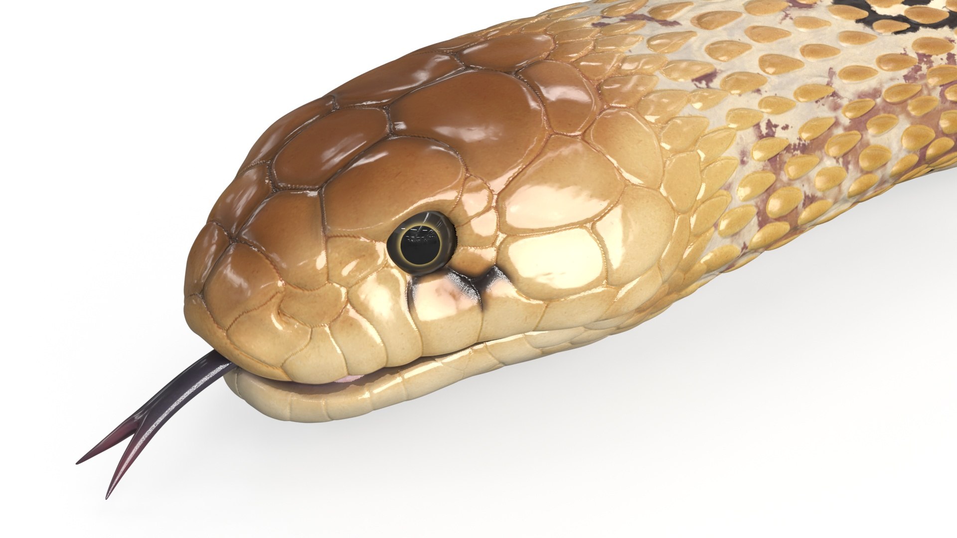 3D Crawling Light Skin Cobra Animated Rigged Model - TurboSquid 2413187