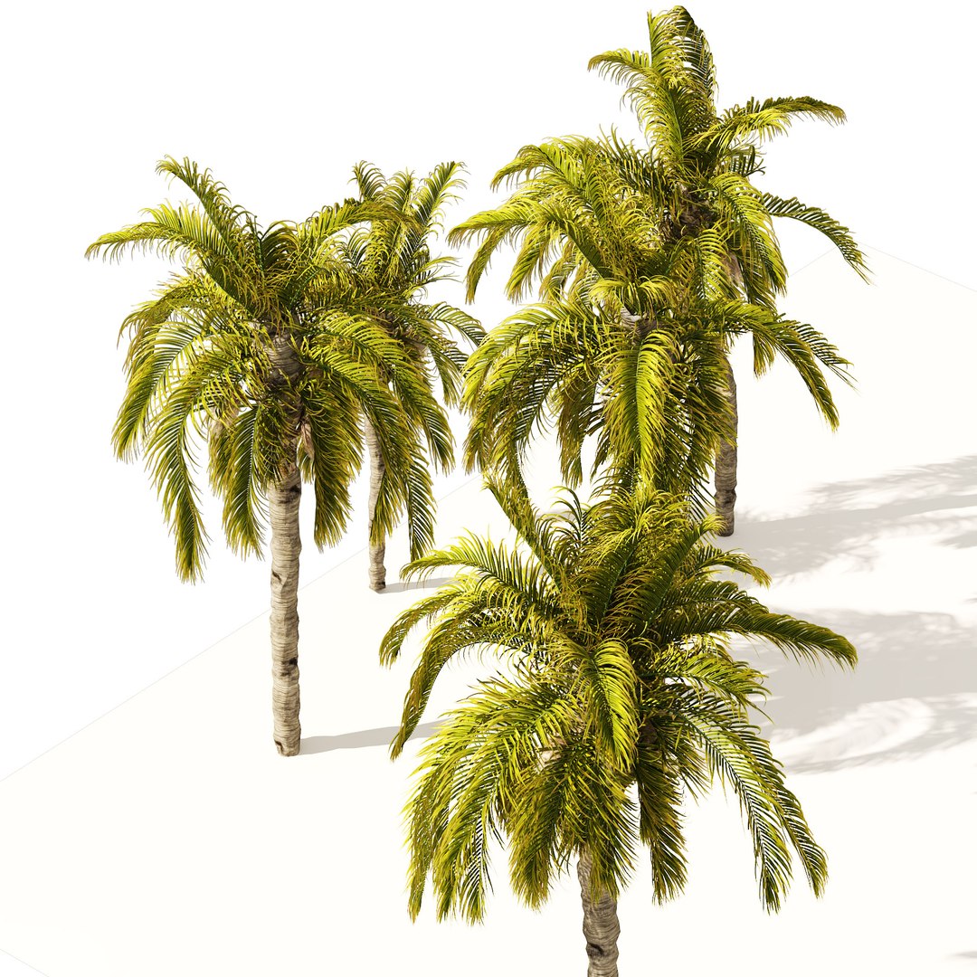 3D Model 5 Queen Palm Trees - TurboSquid 1939559