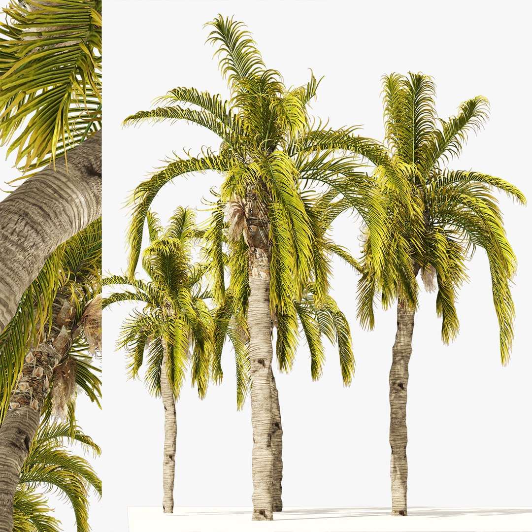 3D Model 5 Queen Palm Trees - TurboSquid 1939559