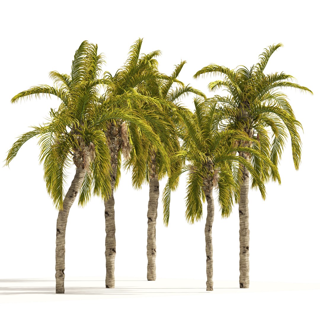 3D Model 5 Queen Palm Trees - TurboSquid 1939559